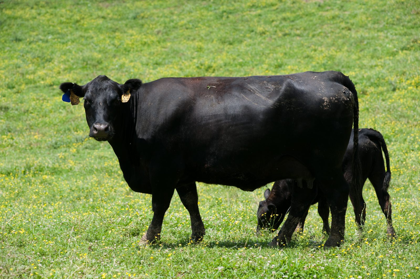 Dishing up Maryland Roseda Beef – Agriculture Law Education Initiative